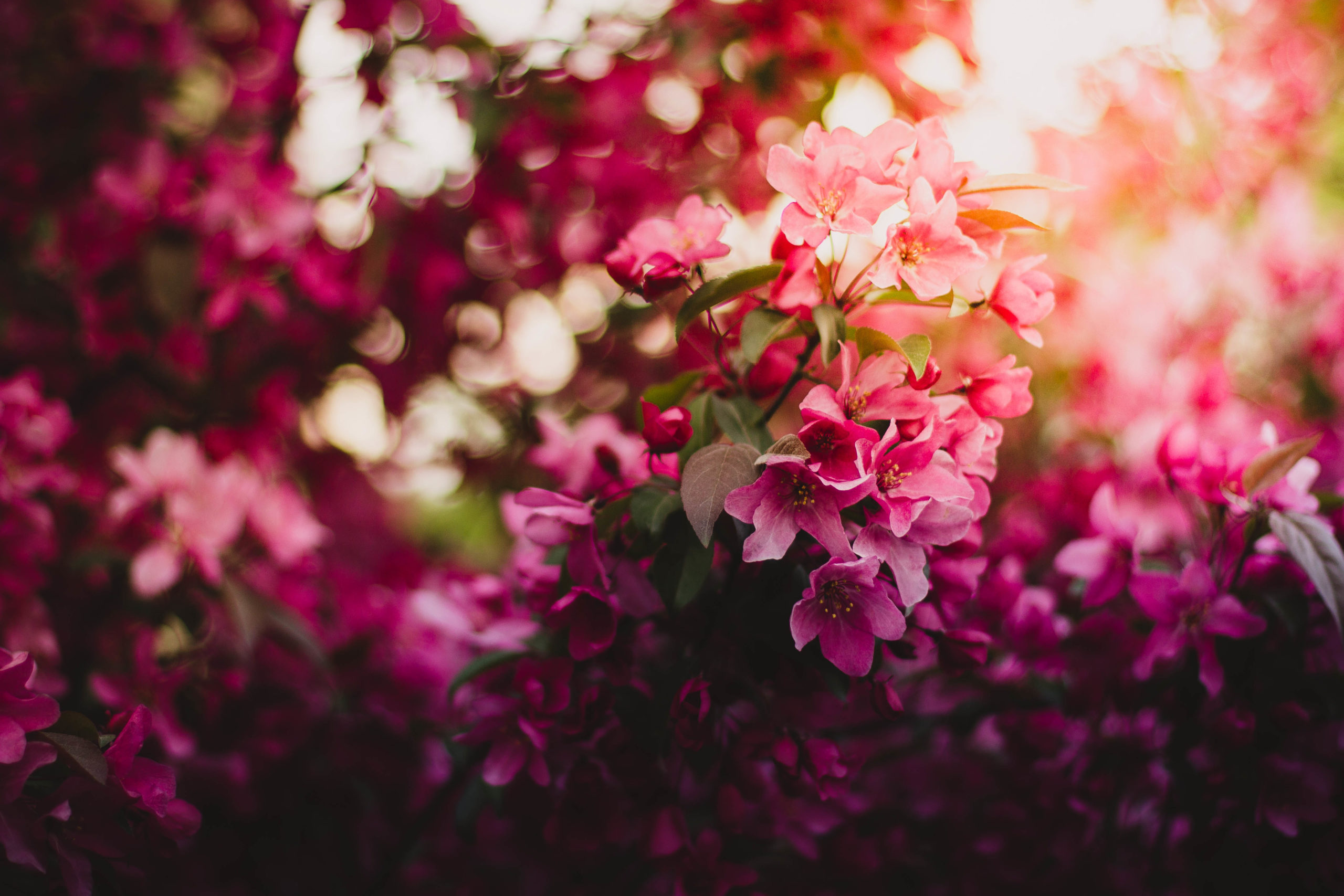 Livraison de fleurs et plantes sur Toulouse | Fleuriste La Vie en Fleur Livraison de fleurs et plantes sur Toulouse | Fleuriste La Vie en Fleur